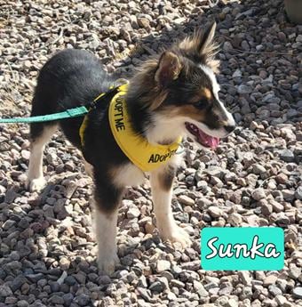 Sunka - Puppy Area