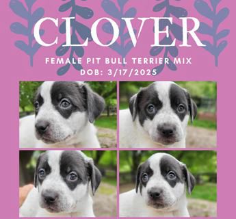 Clover - Puppy Area