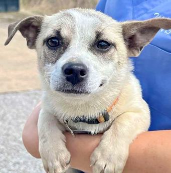 Lil Bit - Puppy Area