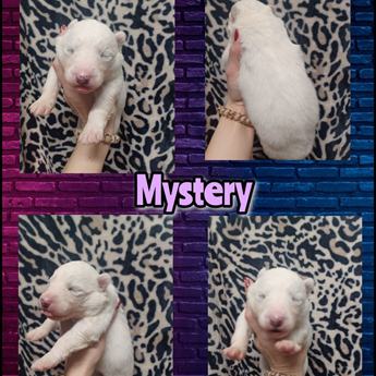 Mystery - Puppy Area