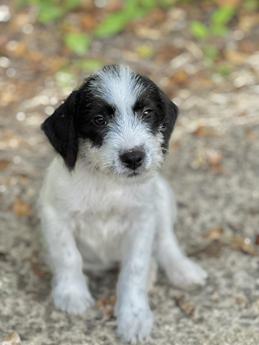 Coco Puff - Puppy Area