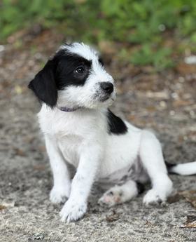 Coco Puff - Puppy Area