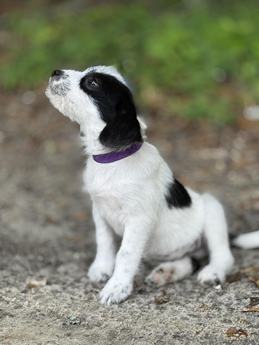 Coco Puff - Puppy Area