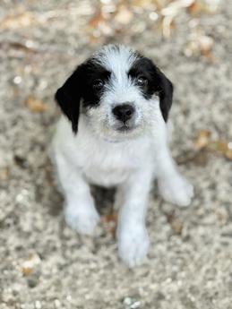 Coco Puff - Puppy Area