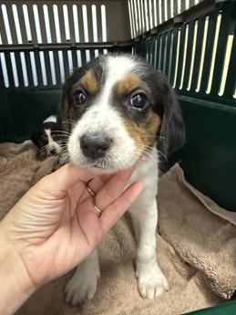 Daisy - Puppy Area