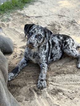 Jasmine - Puppy Area