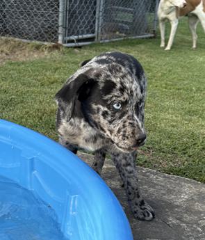 Jasmine - Puppy Area