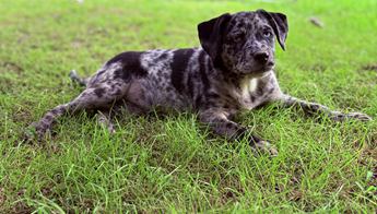 Jasmine - Puppy Area