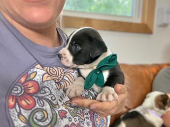 Martini Matilda - Puppy Area