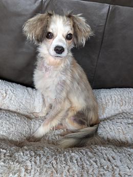 Charlie - Puppy Area