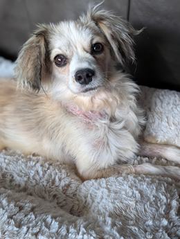 Charlie - Puppy Area