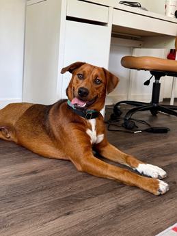 Charlie Brown Belly Rub King - Puppy Area