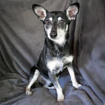 Earnest Lil Mr Elmer ~ Sweet Chiweenie - Puppy Area
