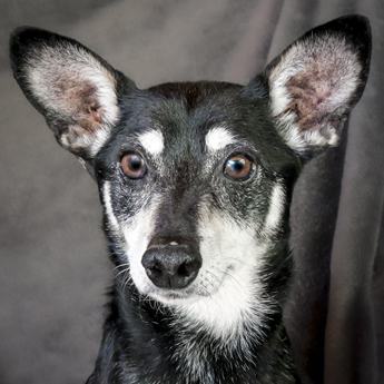 Earnest Lil Mr Elmer ~ Sweet Chiweenie - Puppy Area