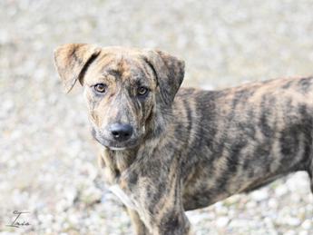 Iris (Ruth’s Puppies) - Puppy Area