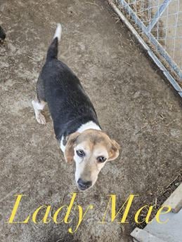 Lady Mae - Puppy Area
