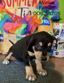 Monica - Puppy Area