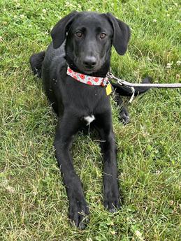 Pepa-Not Accepting Applications Yet! - Puppy Area