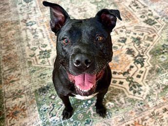 Polly the Princess of Lap Snuggles and Giggles - Puppy Area