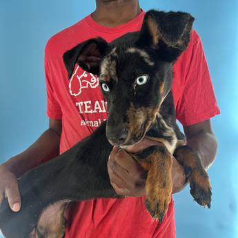 Poppy – Local July 25-27 - Puppy Area