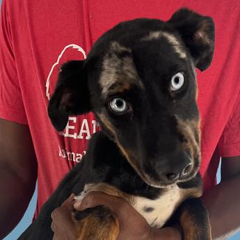 Poppy – Local July 25-27 - Puppy Area