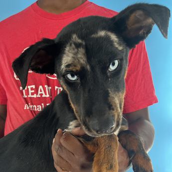 Poppy – Local July 25-27 - Puppy Area