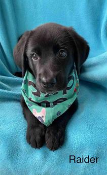 Raider - Puppy Area
