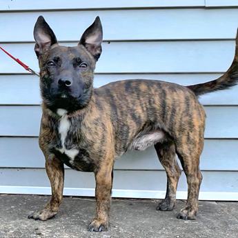 SCOOBY *URGENT FOSTER & FOREVER HOME NEEDED* - Puppy Area