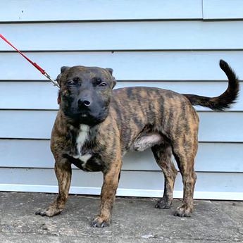 SCOOBY *URGENT FOSTER & FOREVER HOME NEEDED* - Puppy Area