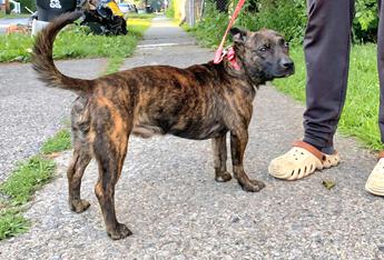 SCOOBY *URGENT FOSTER & FOREVER HOME NEEDED* - Puppy Area