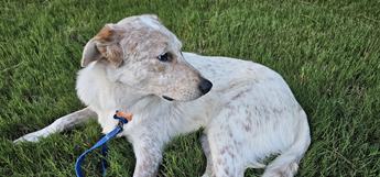 Jack – AL - Puppy Area