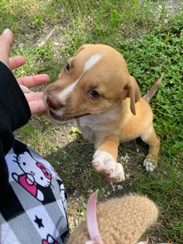 Miracle & Chance - Puppy Area