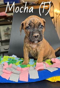 Mocha - Puppy Area