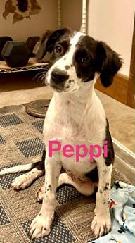 Peppi - Puppy Area