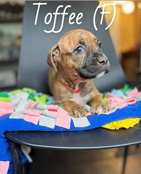 Toffee - Puppy Area
