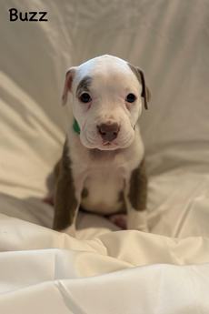 Buzz - Puppy Area