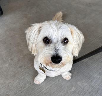 Charlie - Puppy Area