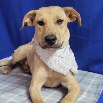 Foster ADELINE! - Puppy Area