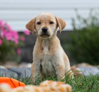 RED FOX JAMEY - Puppy Area