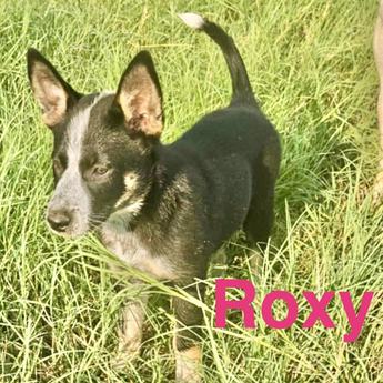 Roxy - Puppy Area