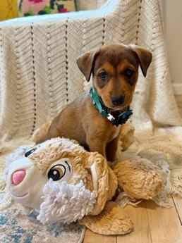 Tiffany Thea Hatch - Puppy Area