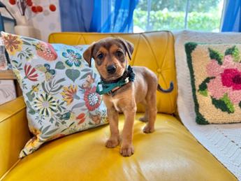 Tiffany Thea Hatch - Puppy Area