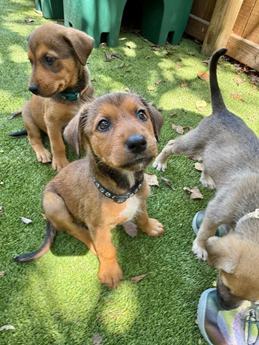 Tiffany Thea Hatch - Puppy Area