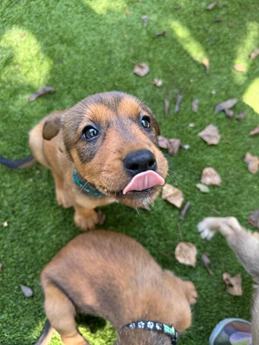 Tiffany Thea Hatch - Puppy Area