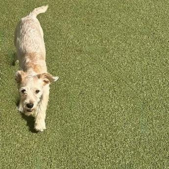 Charlie - Puppy Area