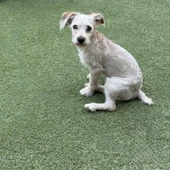 Charlie - Puppy Area