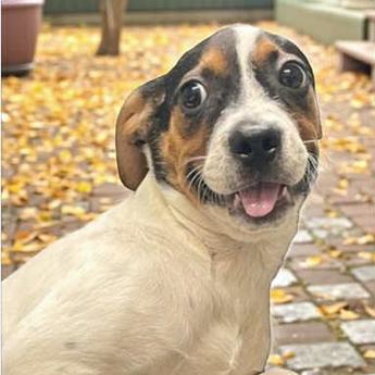 Marco (M Puppies) - Puppy Area