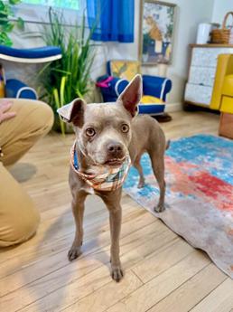 Rufus Toofus - Puppy Area