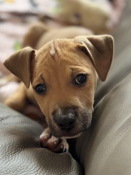 Mini Bob - Puppy Area