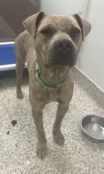JAVA* - Puppy Area